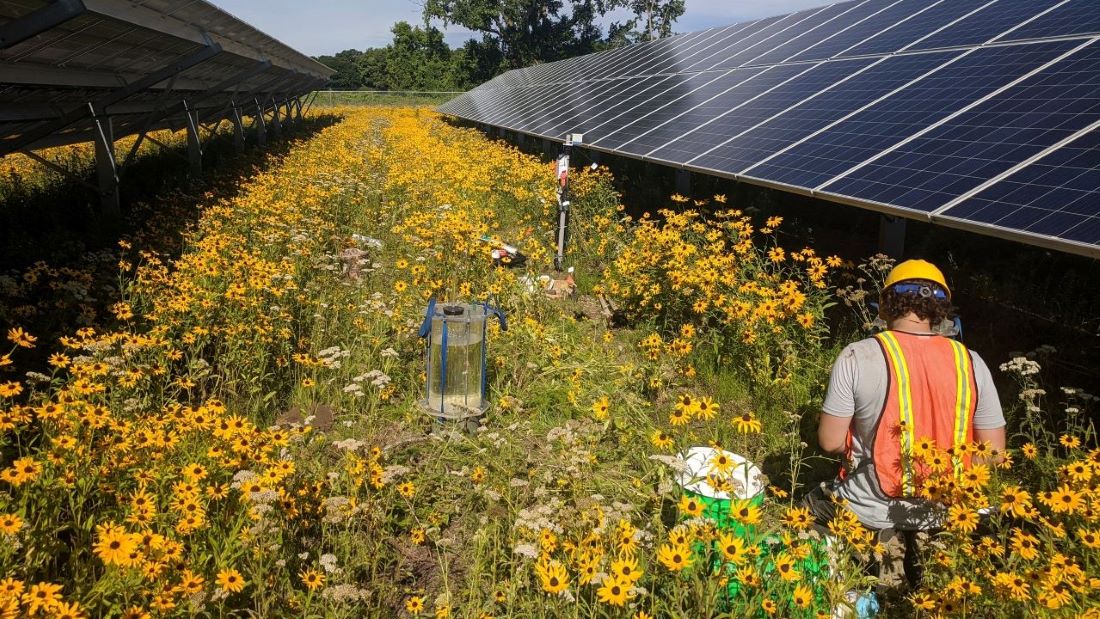 Case Study: A Pollinator-Friendly Solar Site in Minnesota that Manages ...