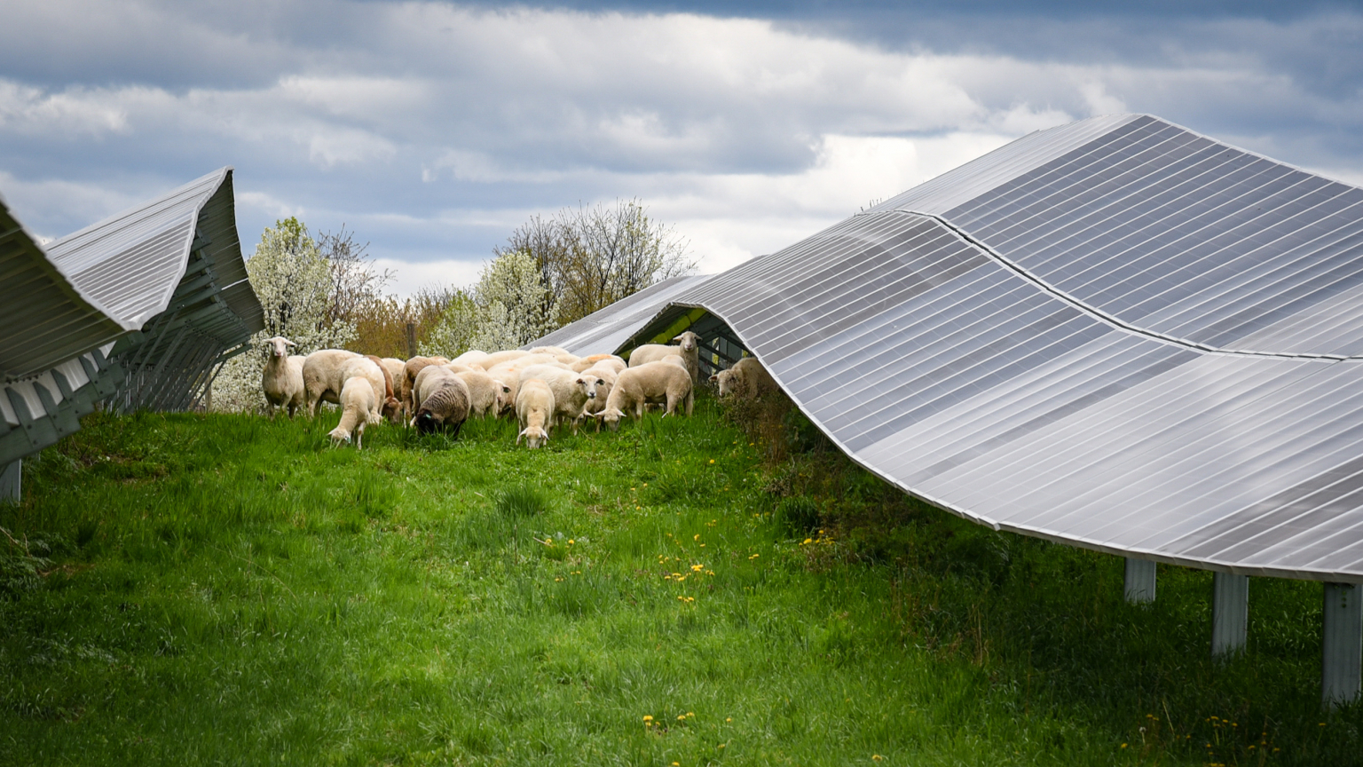 Case Study: Solar Grazing at Susquehanna University – AgriSolar ...