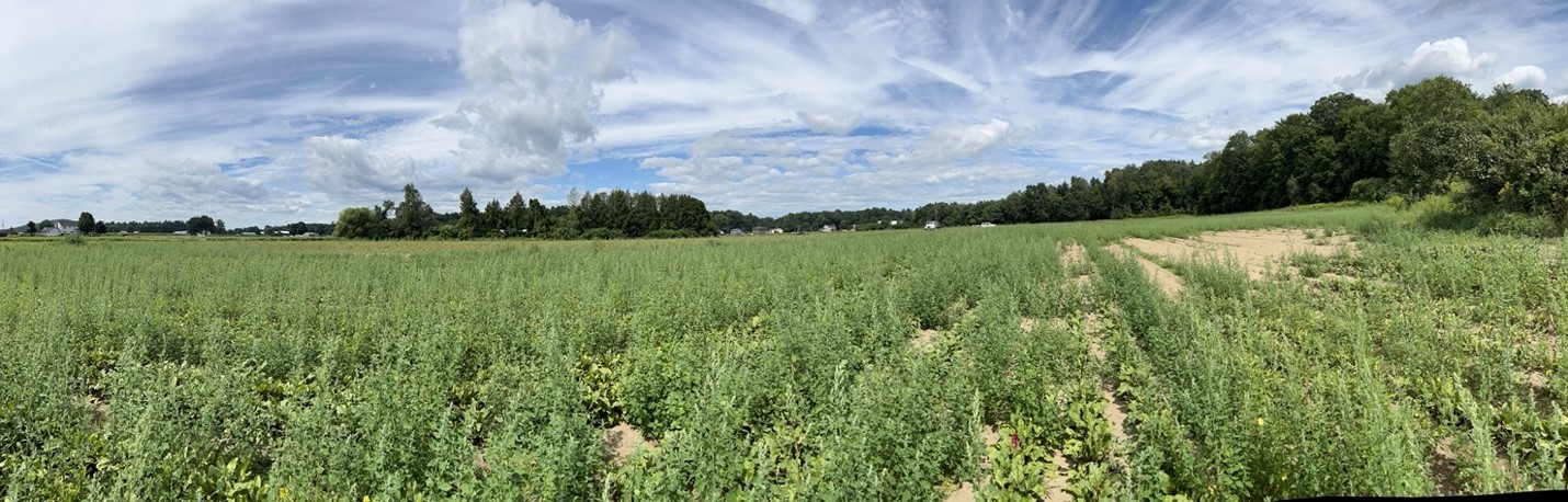 Case Study: Joe Czajkowski Farm – AgriSolar Clearinghouse