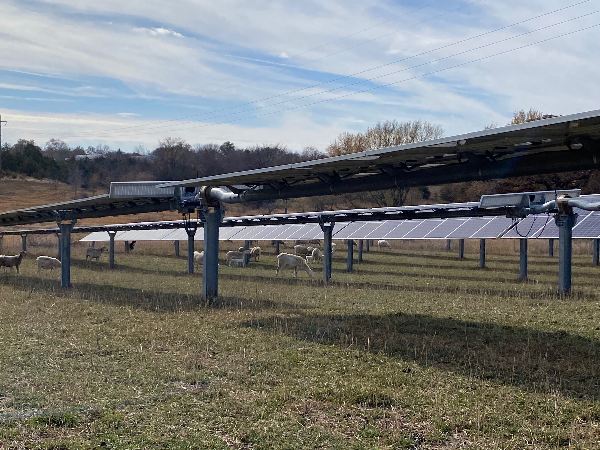 Case Study: Mauntel’s Solar Sheep – AgriSolar Clearinghouse