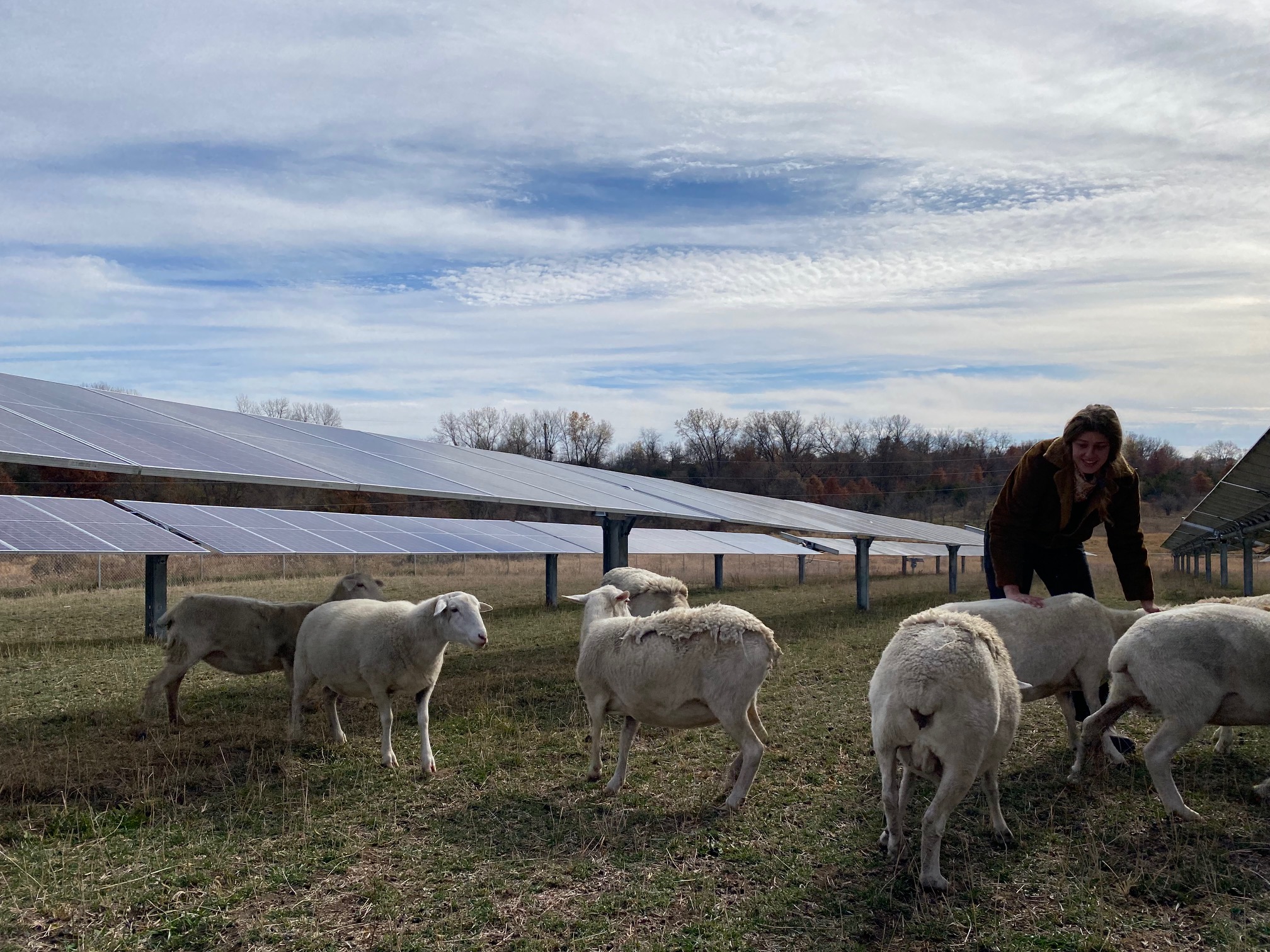 Case Study: Mauntel’s Solar Sheep – AgriSolar Clearinghouse