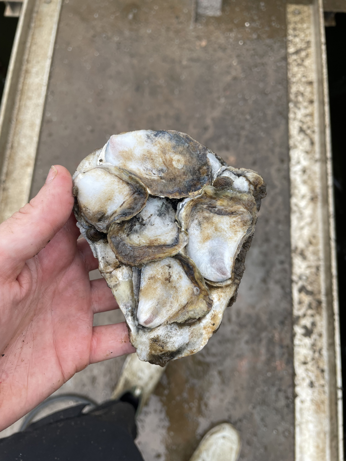 Case Study: Solar Oysters LLC – AgriSolar Clearinghouse