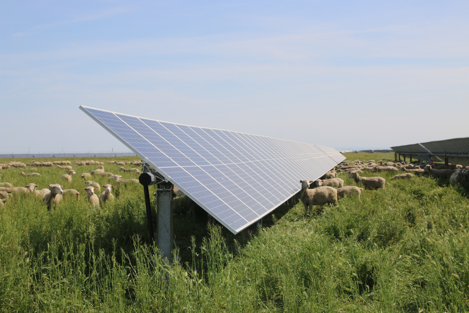 Case Study: Mustang Two Solar Facility – AgriSolar Clearinghouse
