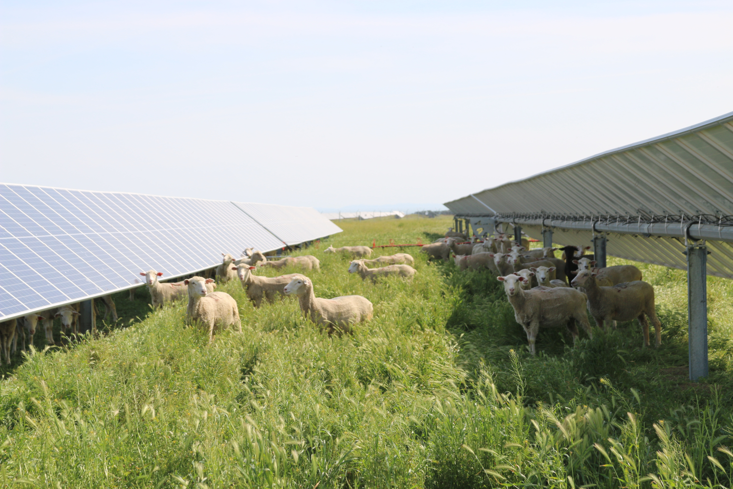 Case Study: Indart Solar Sheep Grazing – AgriSolar Clearinghouse