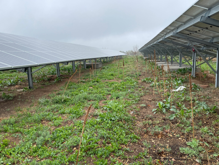 Case Study: Boulder Housing Partners Triangle Solar Array – AgriSolar ...